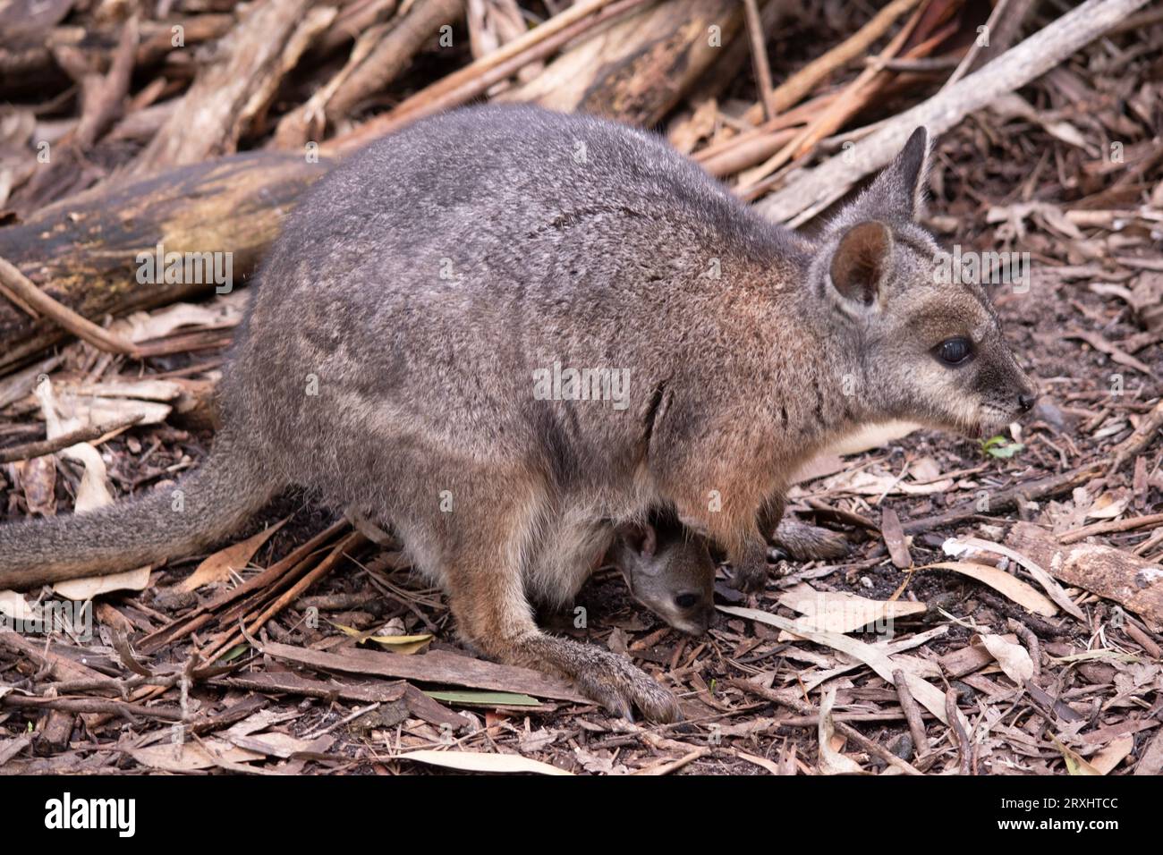 the tammar wallaby has dark greyish upperparts with a paler underside ...