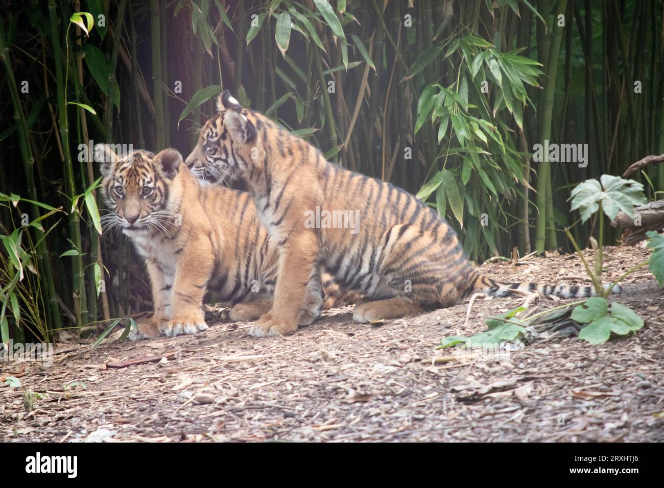 Tiger cubs are born small, blind, and weak. They're born with all their ...