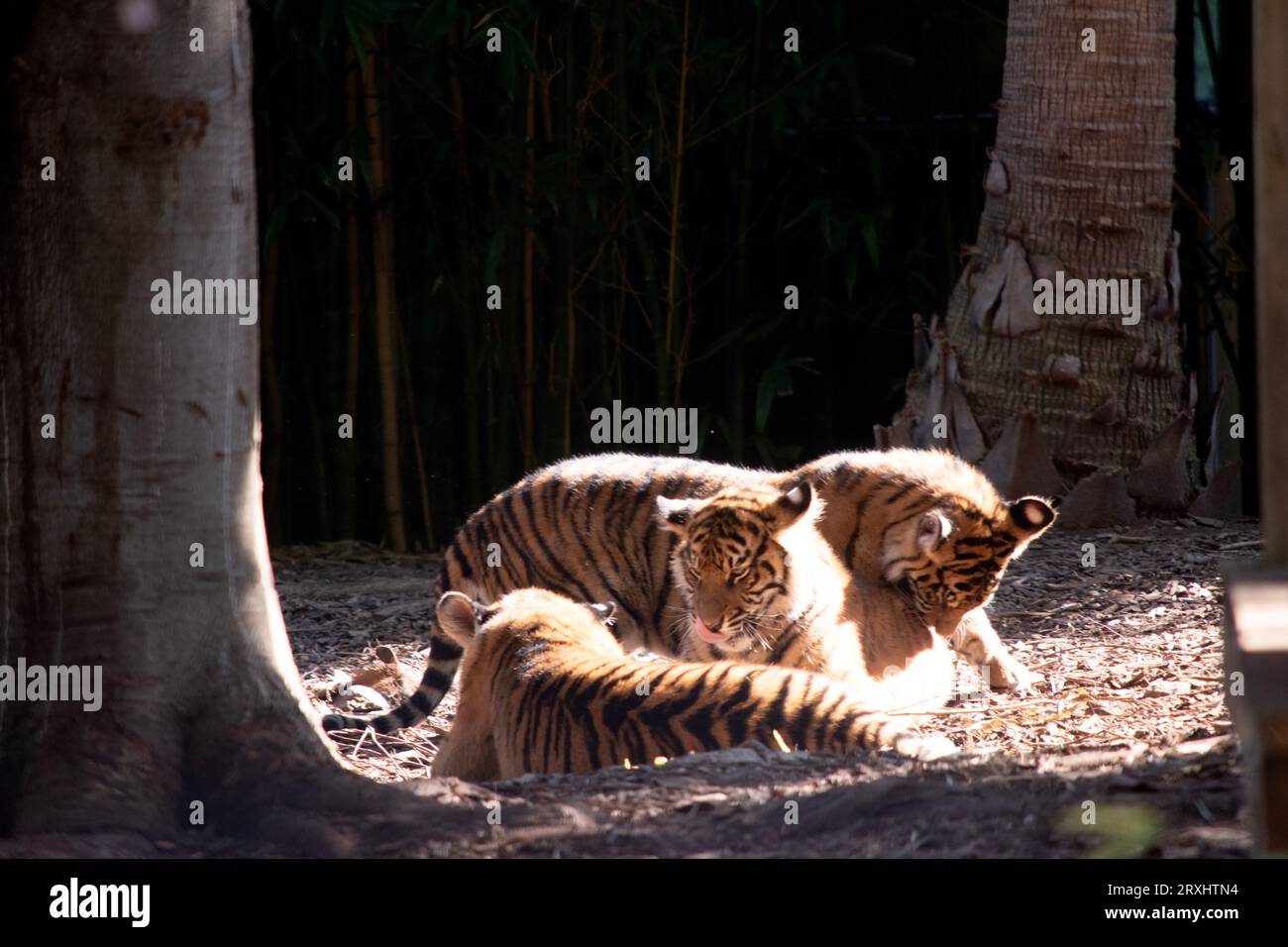 Tigers are powerful hunters with sharp teeth, strong jaws and agile ...