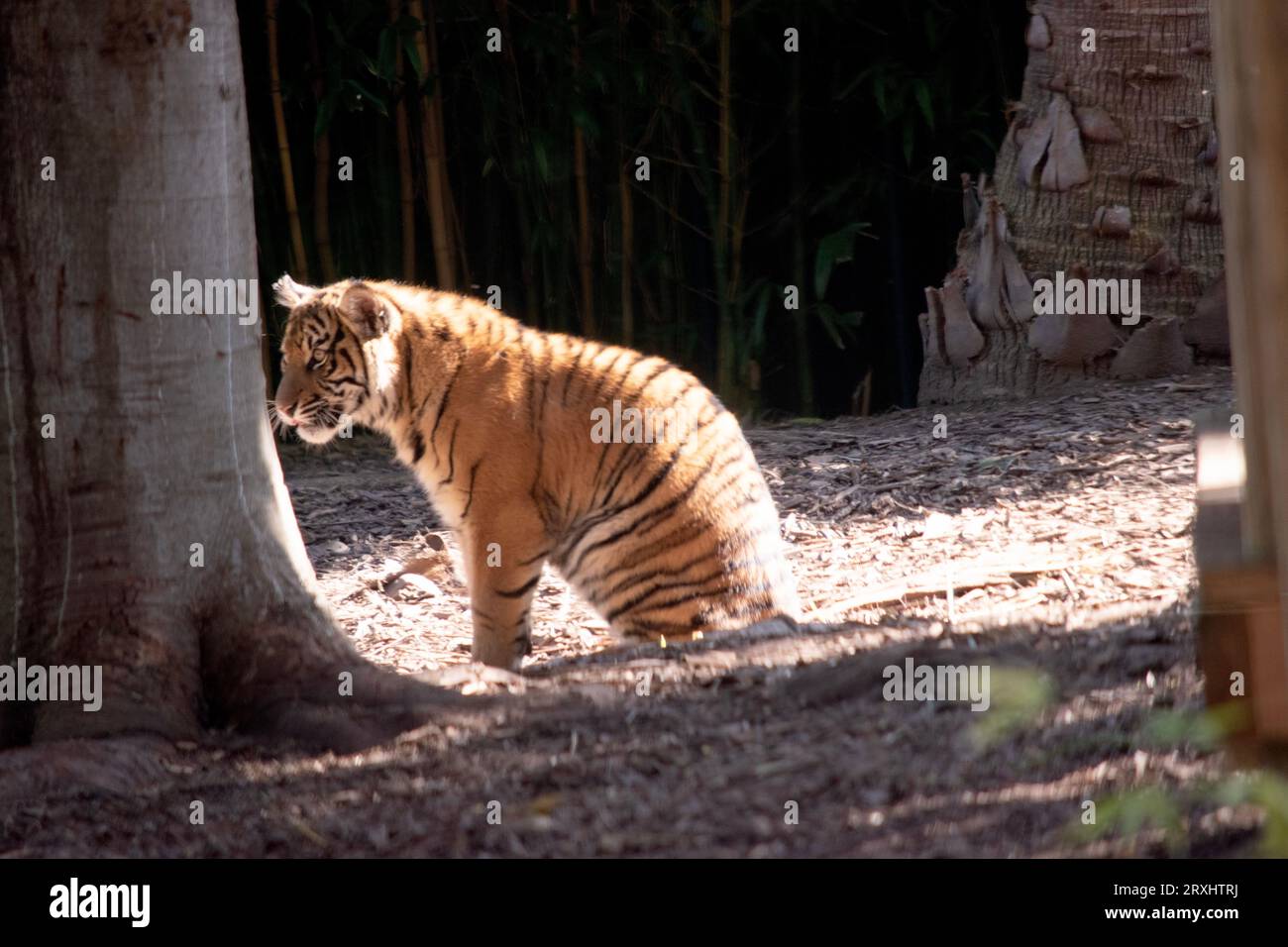 Tigers are powerful hunters with sharp teeth, strong jaws and agile ...