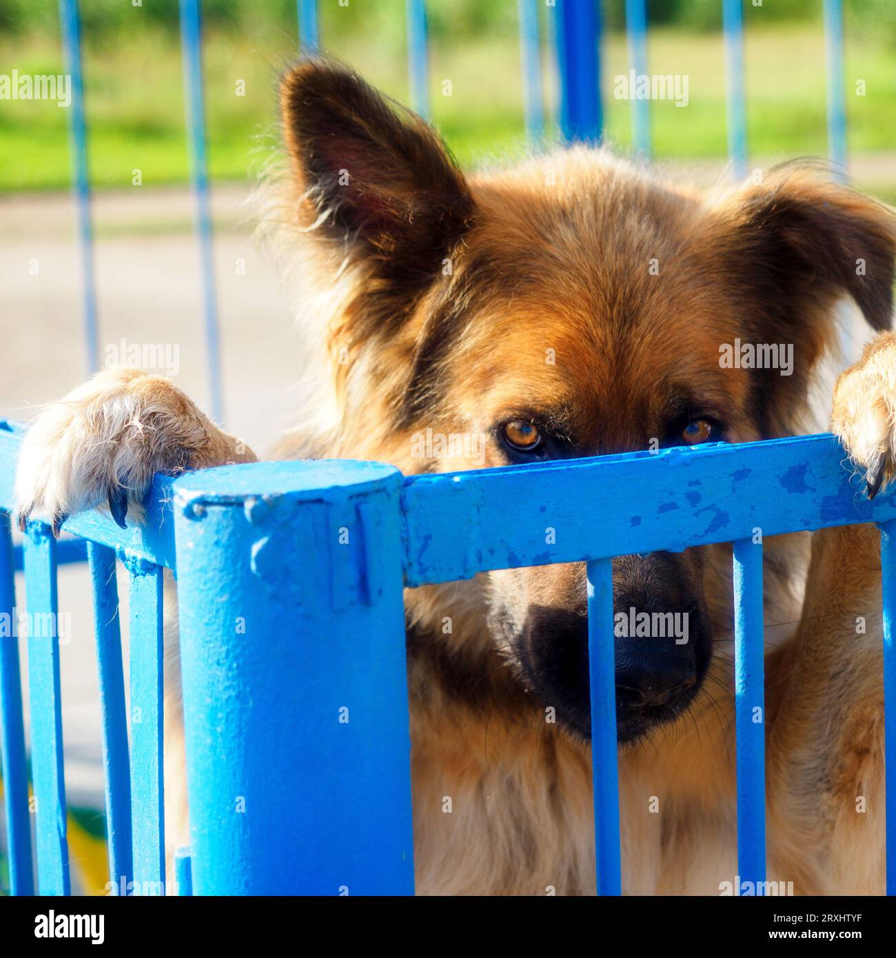 Sad dog looks out of enclosure. Large guard dog sits in cage and looks ...