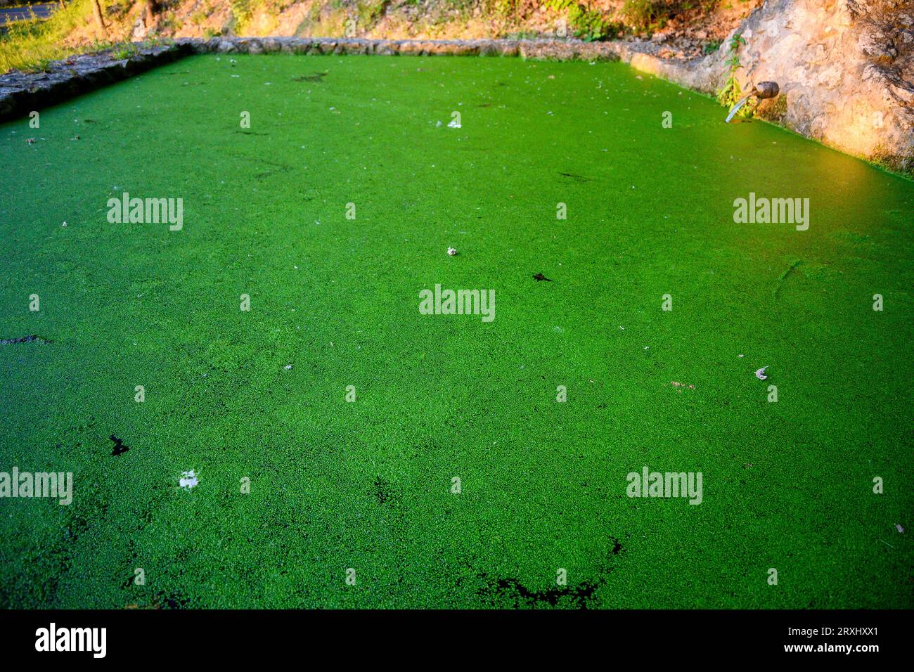Water pond filled with green sapina algae for amphibian habitat Stock ...