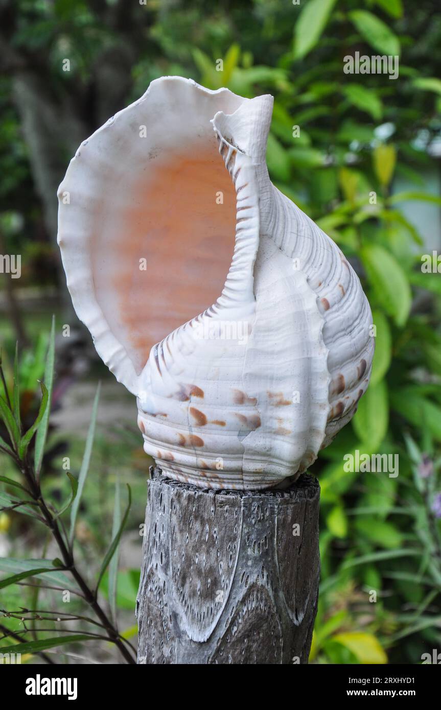 Dravuni island fiji hi-res stock photography and images - Alamy