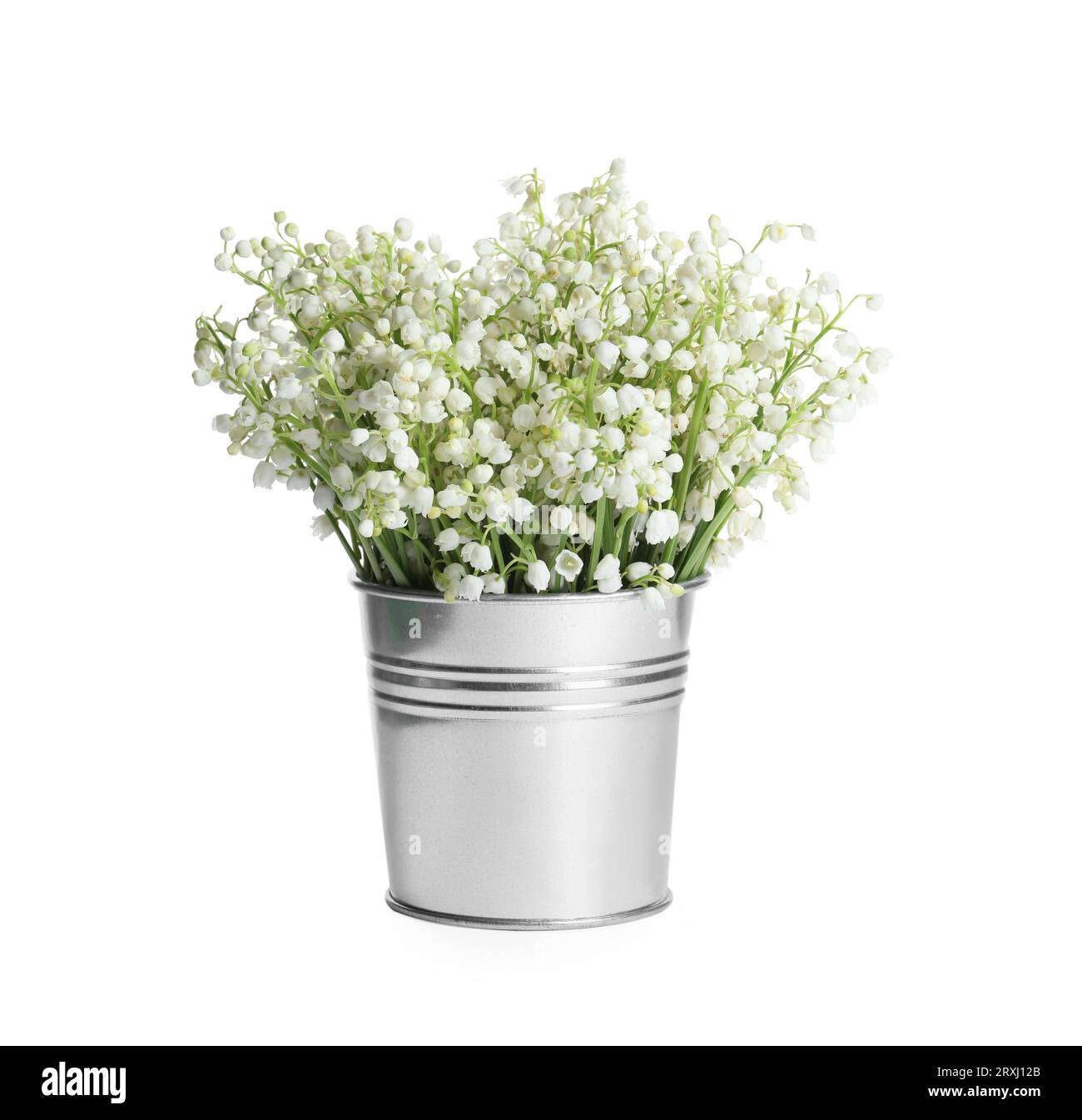 Lily bucket hi-res stock photography and images - Alamy