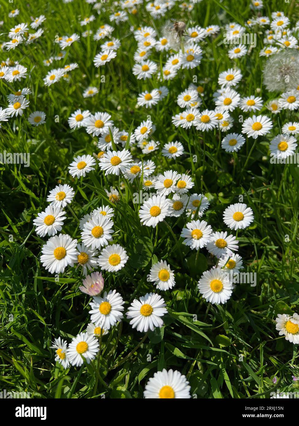 Beautiful white daisy flowers, dandelions and green grass growing ...