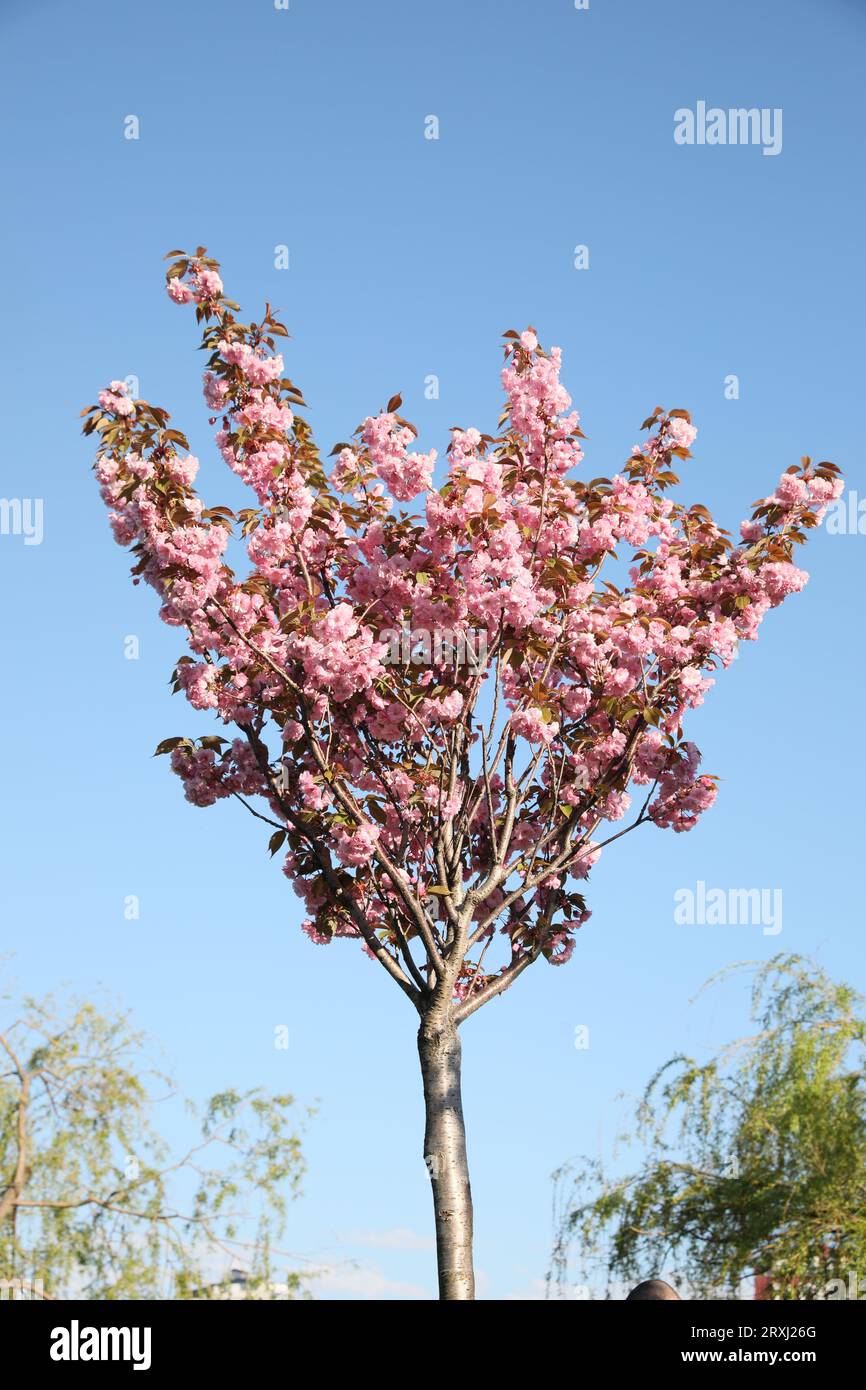 Beautiful sakura tree with pink flowers growing outdoors Stock Photo ...