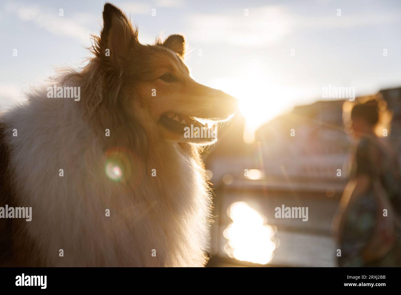 Social city dog hi-res stock photography and images - Alamy