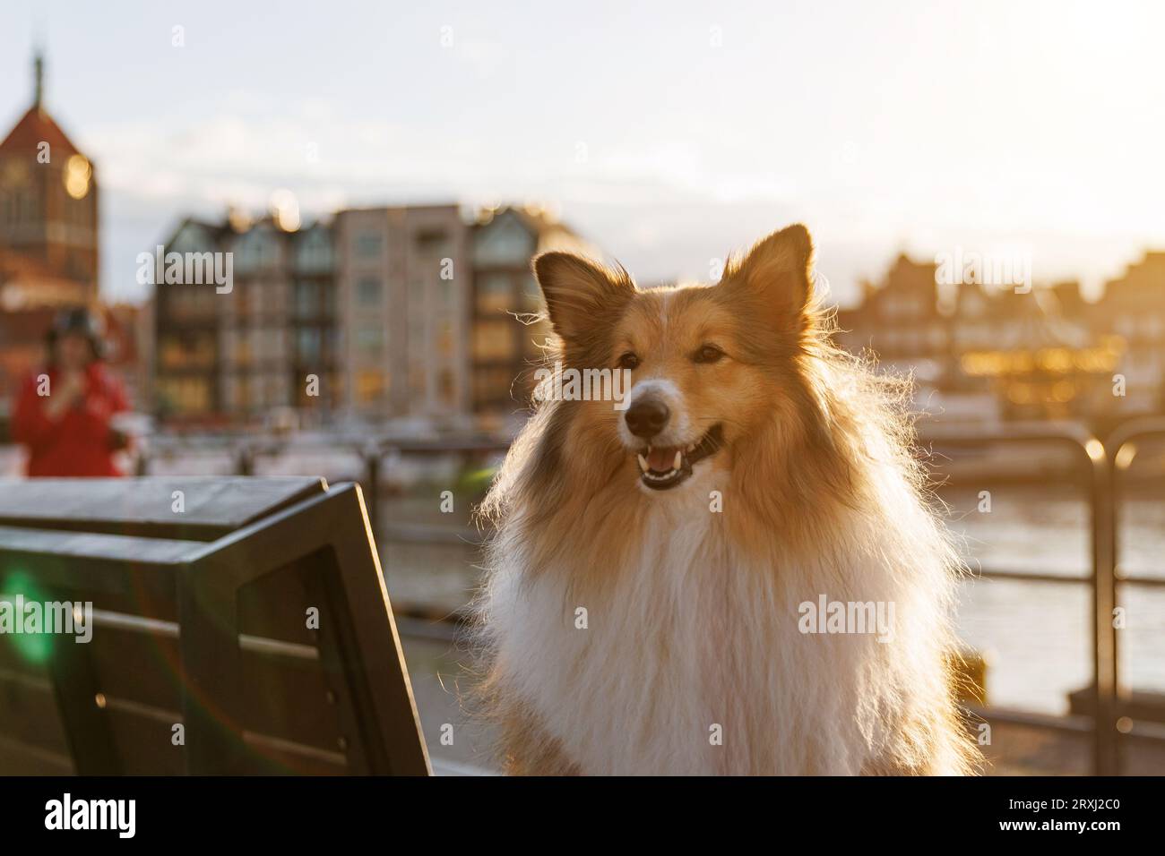 Portrait young shetland sheepdog hi-res stock photography and images ...