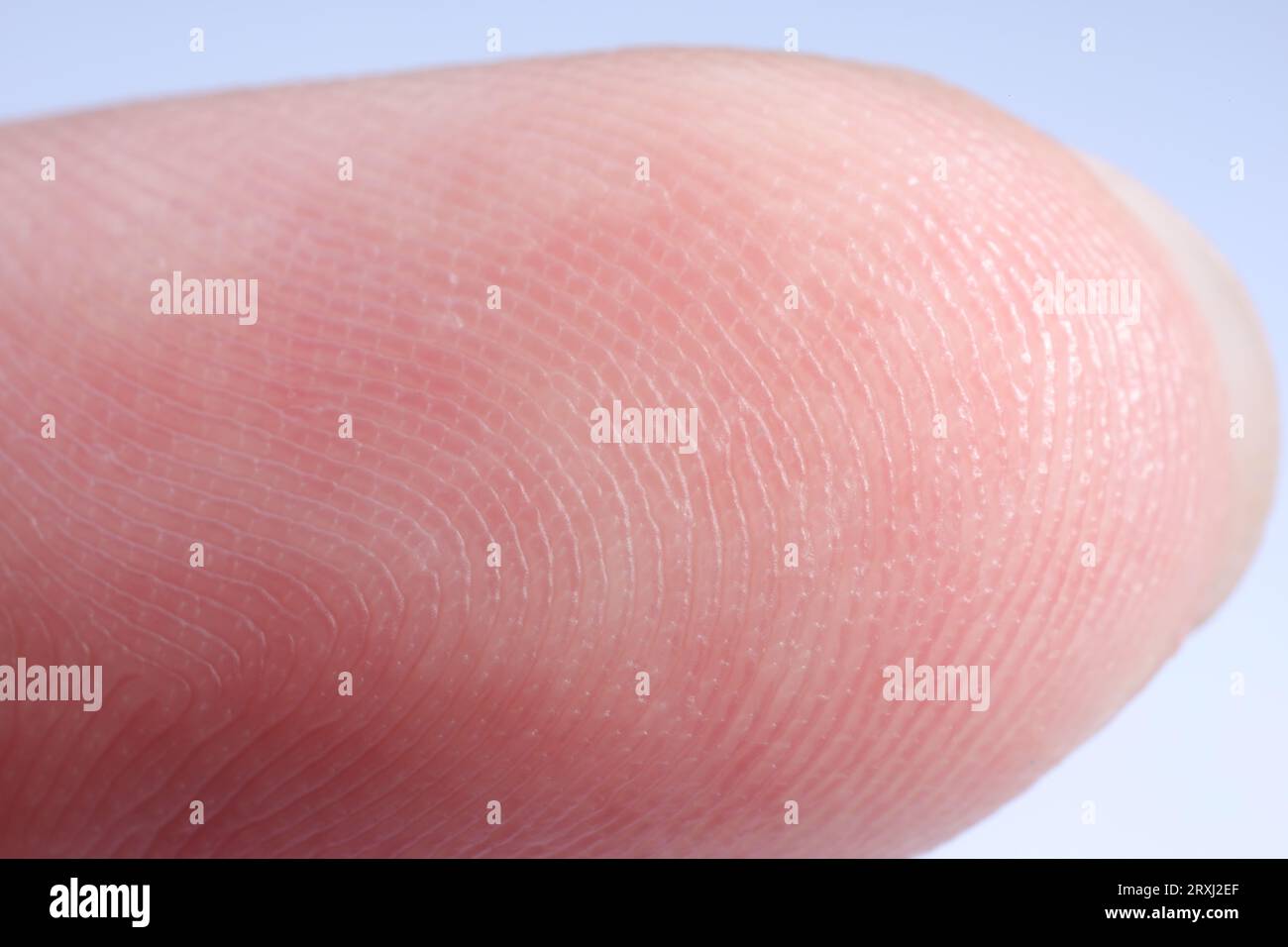 Finger with friction ridges on light blue background, macro view Stock ...