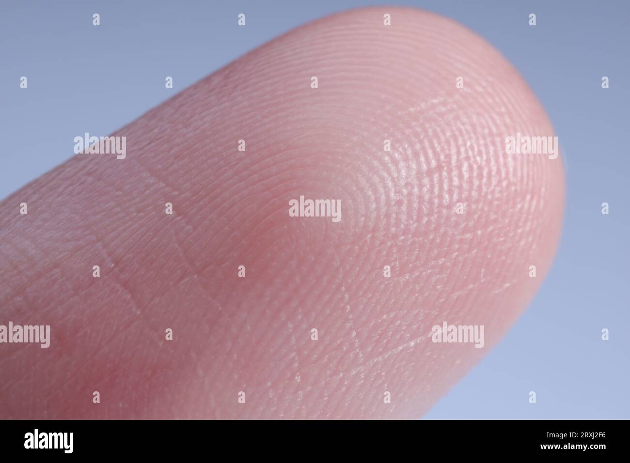 Finger with friction ridges on light blue background, macro view Stock ...