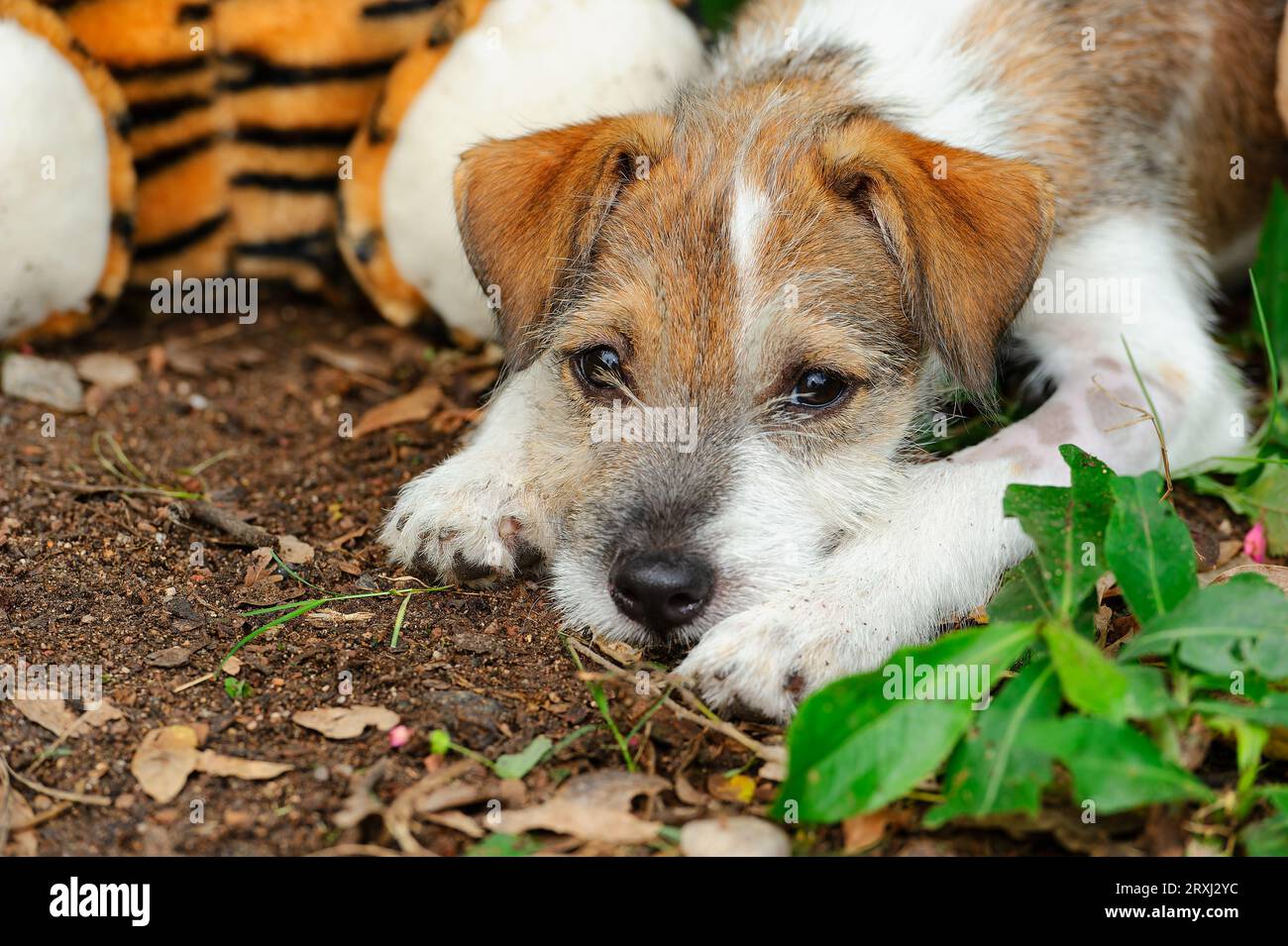 A Cute Scruffy Puppy Dog Is Outdoors Lying Down With A Sad Lazy look On ...