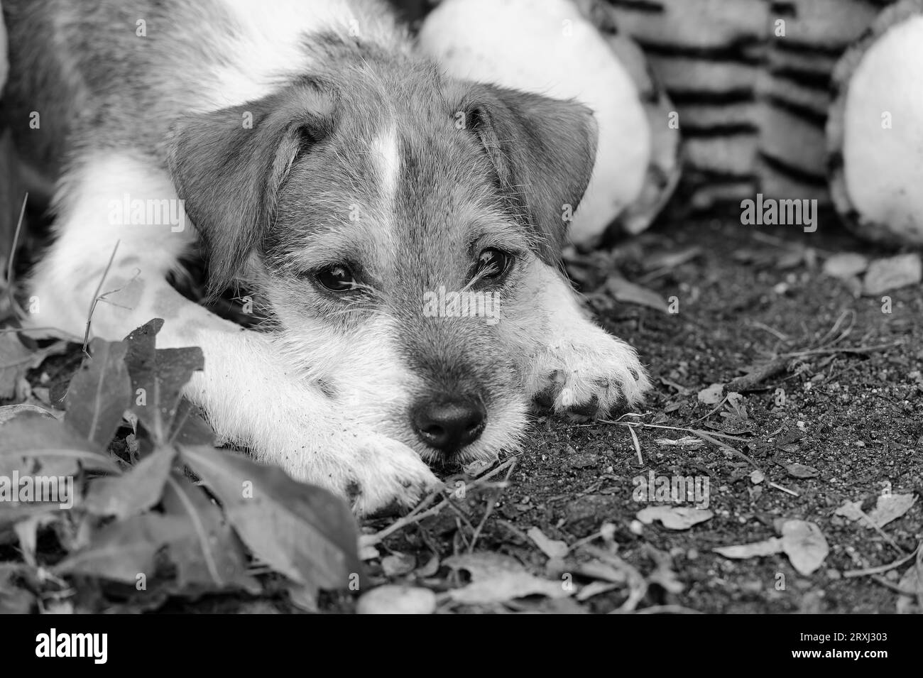 A Cute Scruffy Puppy Dog Is Outdoors Lying Down With A Sad Lazy look On ...