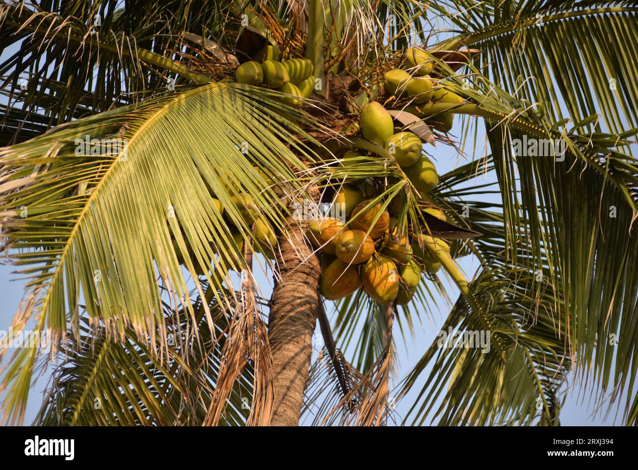 King coconut tree coconut tree hi-res stock photography and images - Alamy
