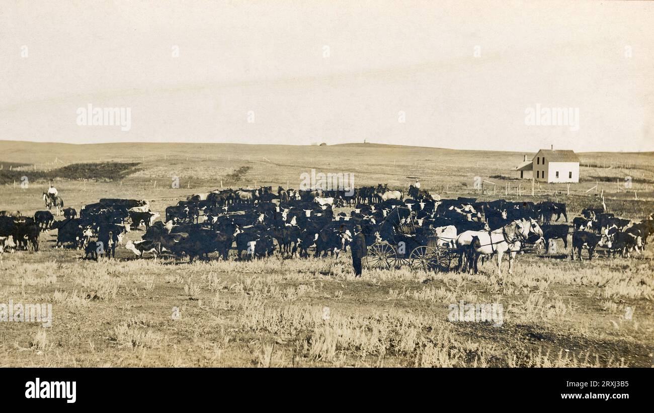 Ranch buggy hi-res stock photography and images - Alamy