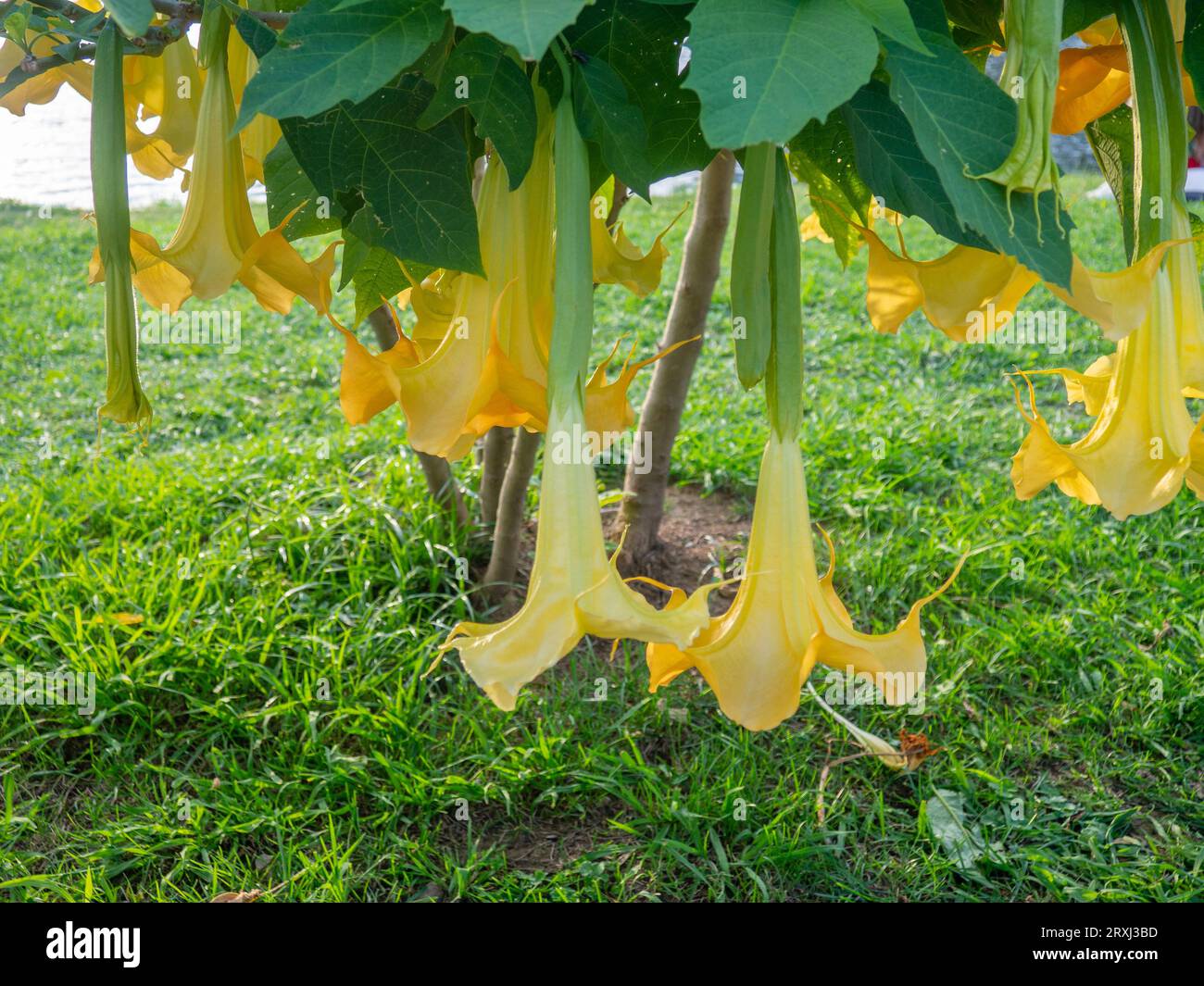 Brugmansia. angel trumpets. Tree-like shrub in the south. Yellow ...