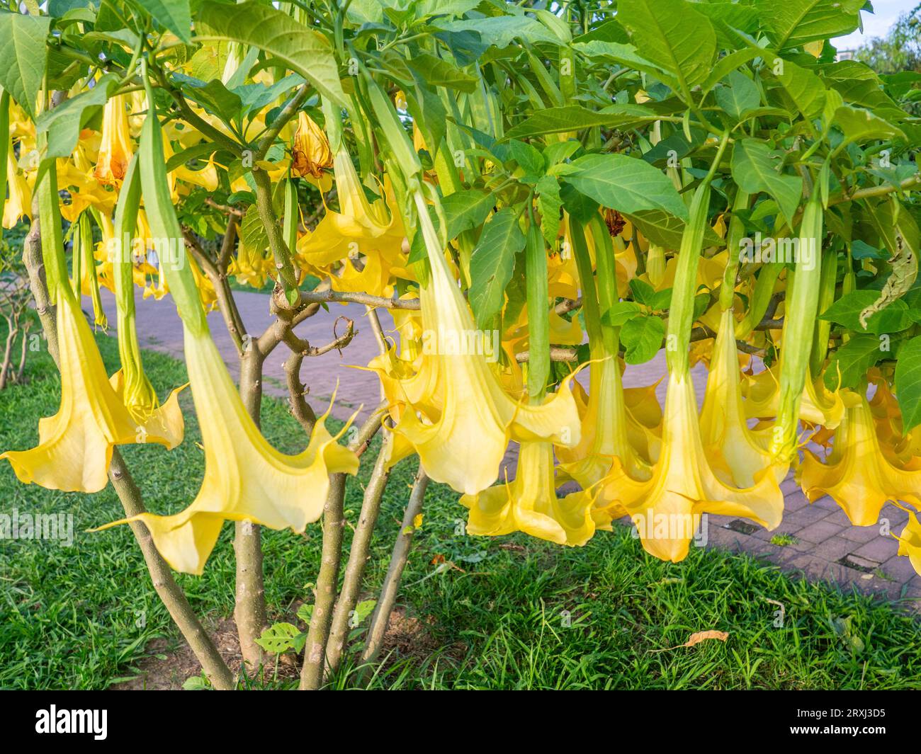Brugmansia. angel trumpets. Tree-like shrub in the south. Yellow ...