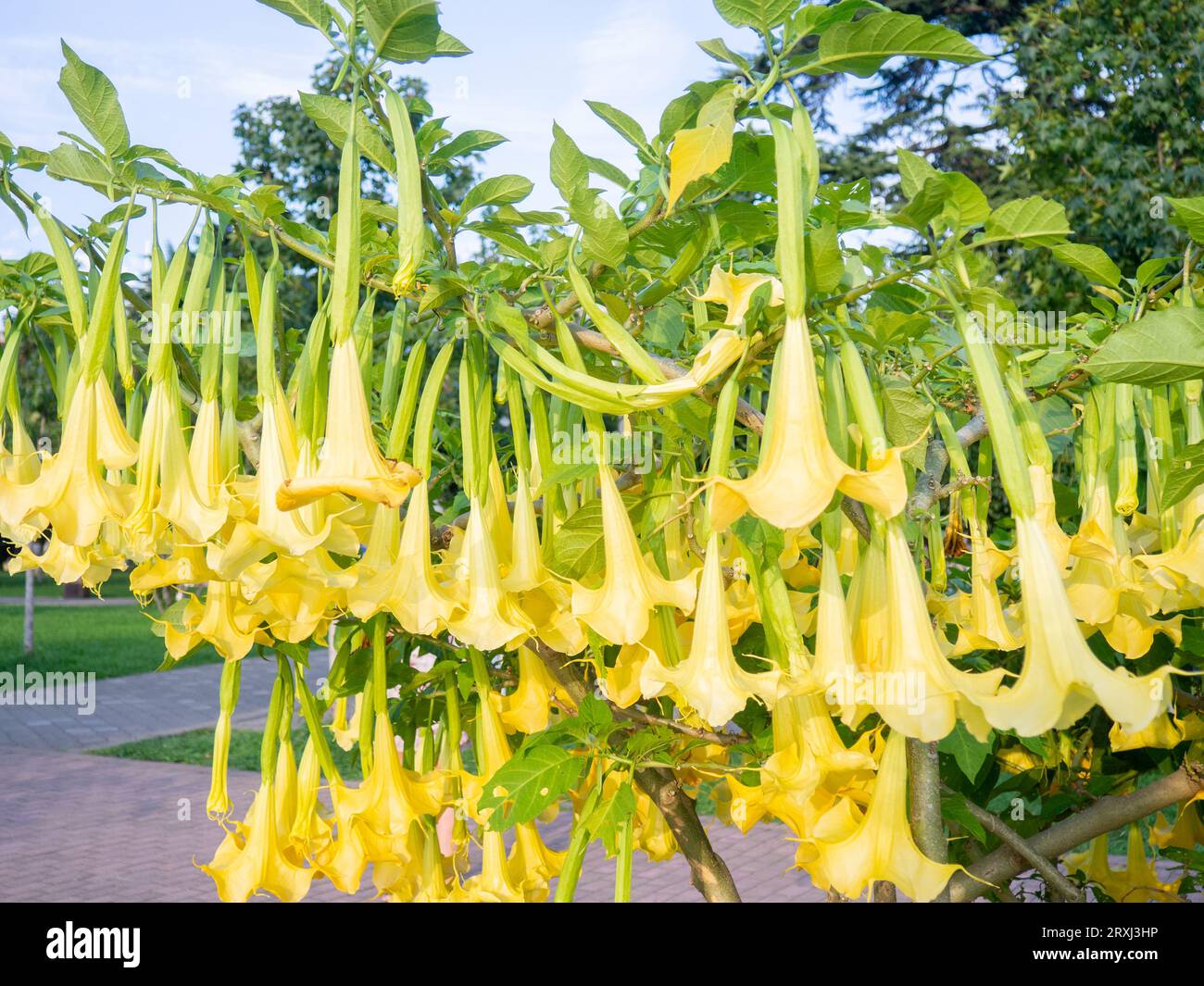 Brugmansia. angel trumpets. Tree-like shrub in the south. Yellow ...