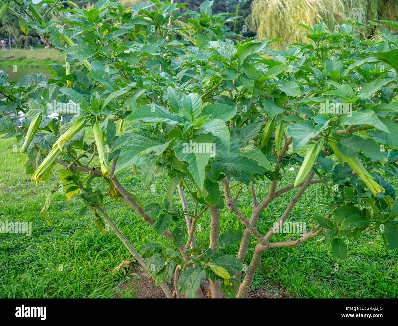 Brugmansia. angel trumpets. Tree-like shrub in the south. Yellow ...