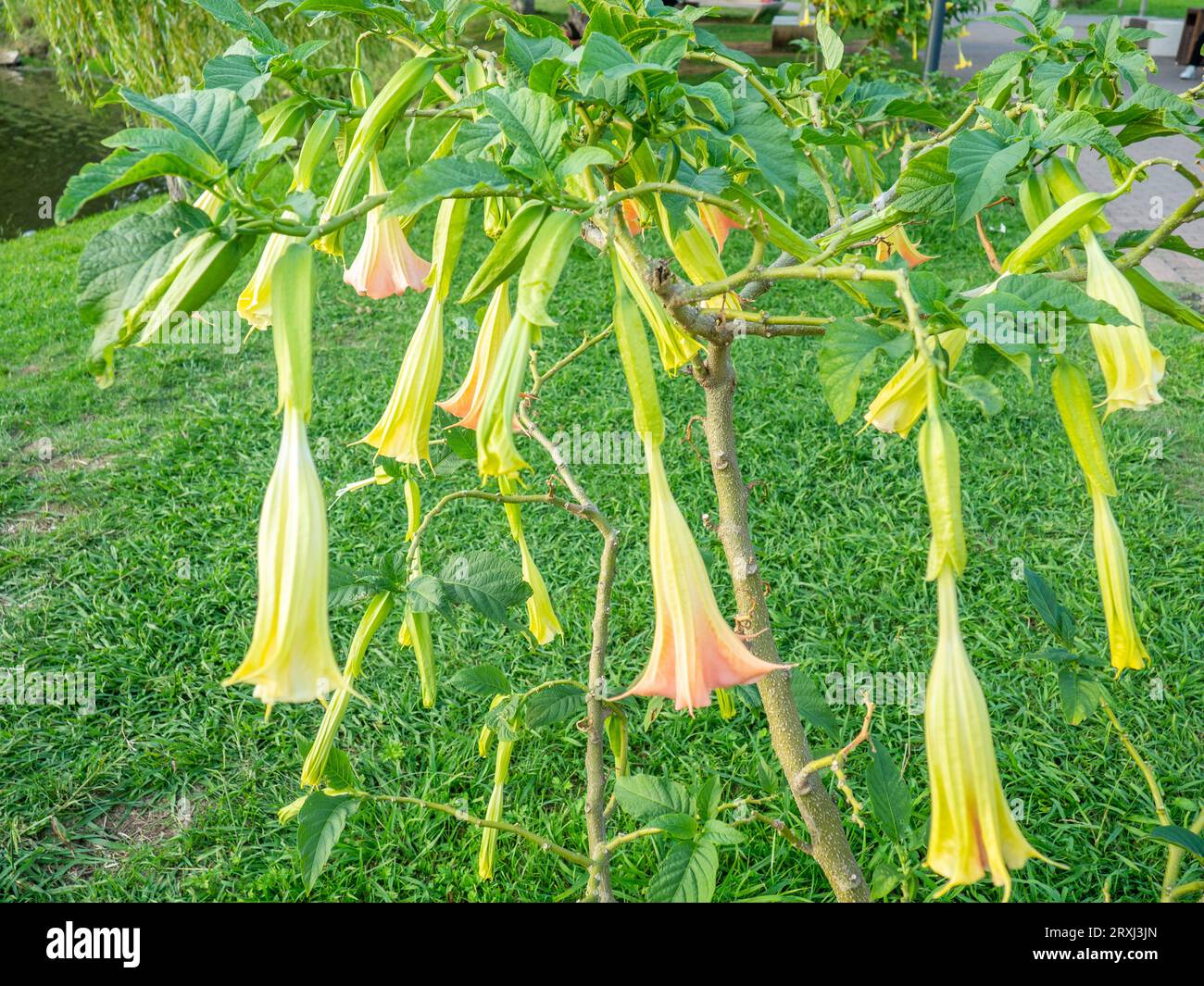 Brugmansia. angel trumpets. Tree-like shrub in the south. Yellow ...
