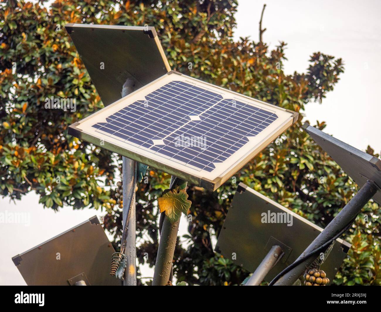Solar panels in the shape of a tree. Modern technologies. Solar panels ...