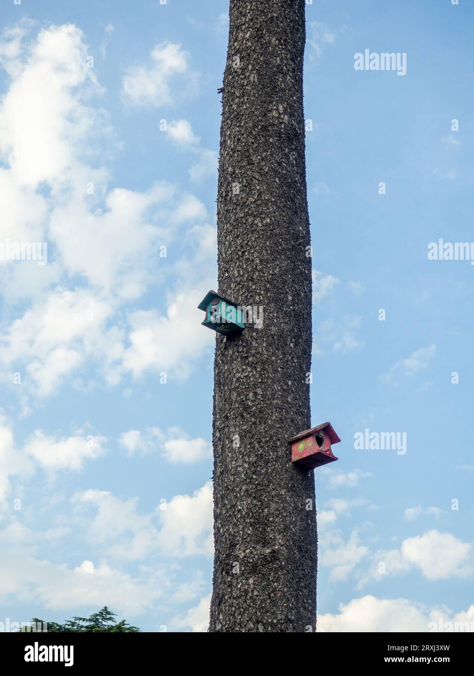 Birdhouses on a large tree. Birdhouses of unusual design in the park ...