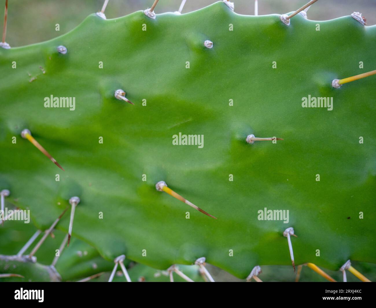 Prickly pear cactus. Background of leaves and thorns. Cactus parts ...
