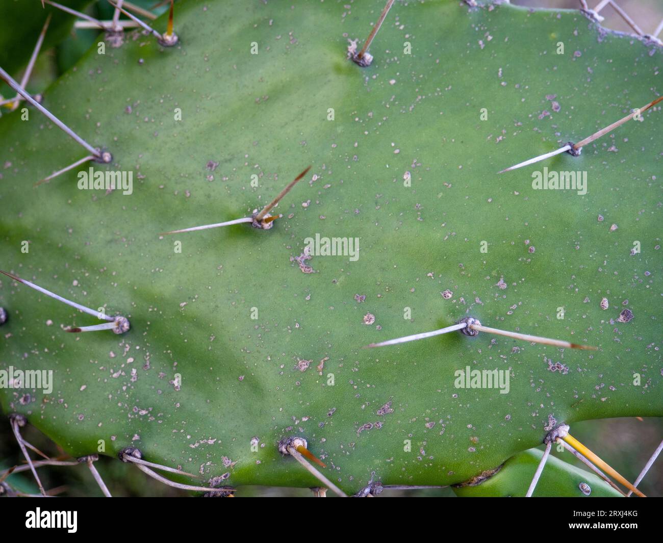 Prickly pear cactus. Background of leaves and thorns. Cactus parts ...