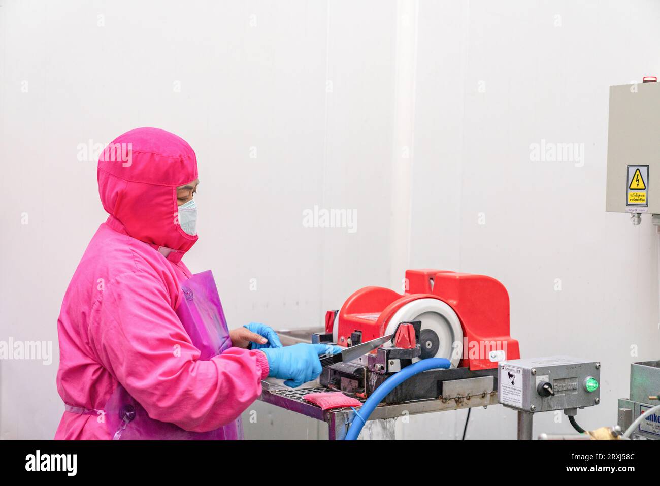 Worker sharpening the knife with a electric sharpener for cut up ...