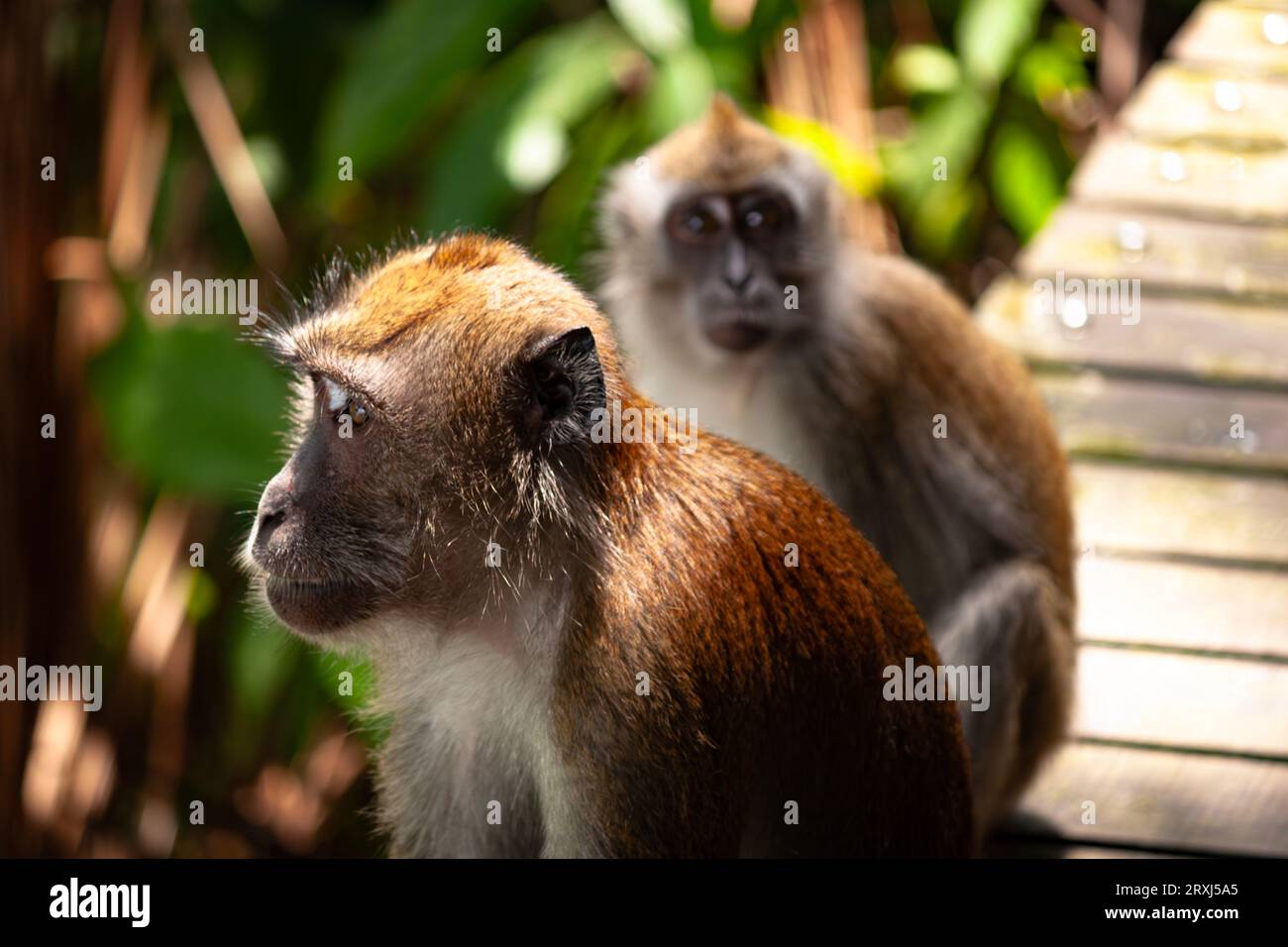 A group of Macaque monkeys sit on a boardwalk, one appears to be gazing ...