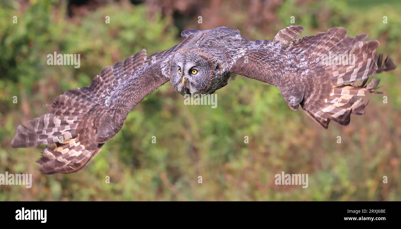 Great Grey Owl flying in the forest, Quebec, Canada Stock Photo - Alamy