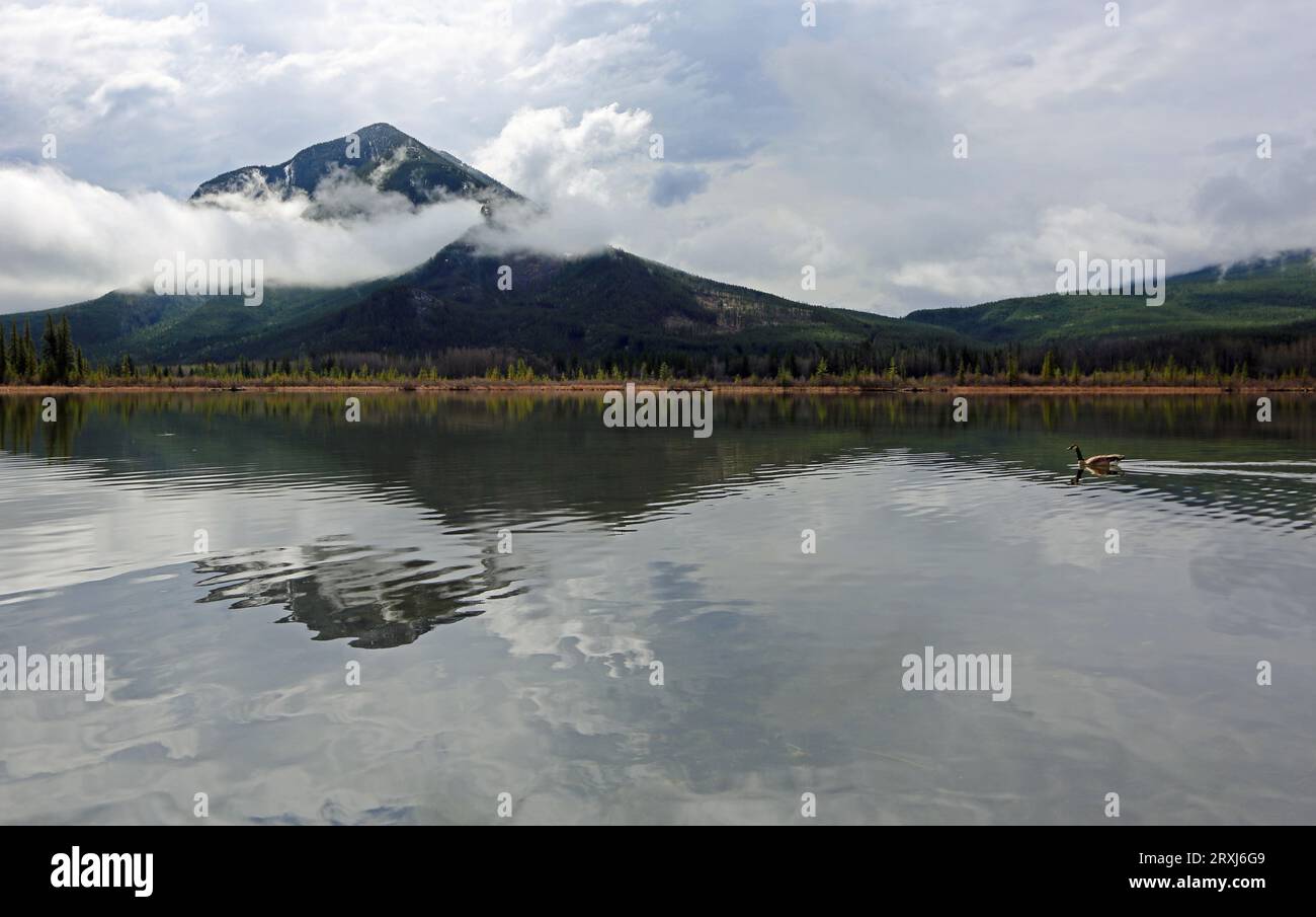 Goose mountains hi-res stock photography and images - Alamy