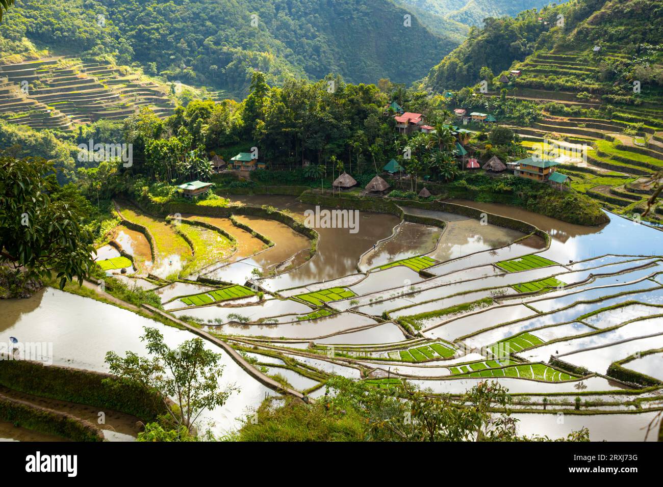 Batad Rice terraces, Banaue, Ifugao, Philippines. Close up image with ...