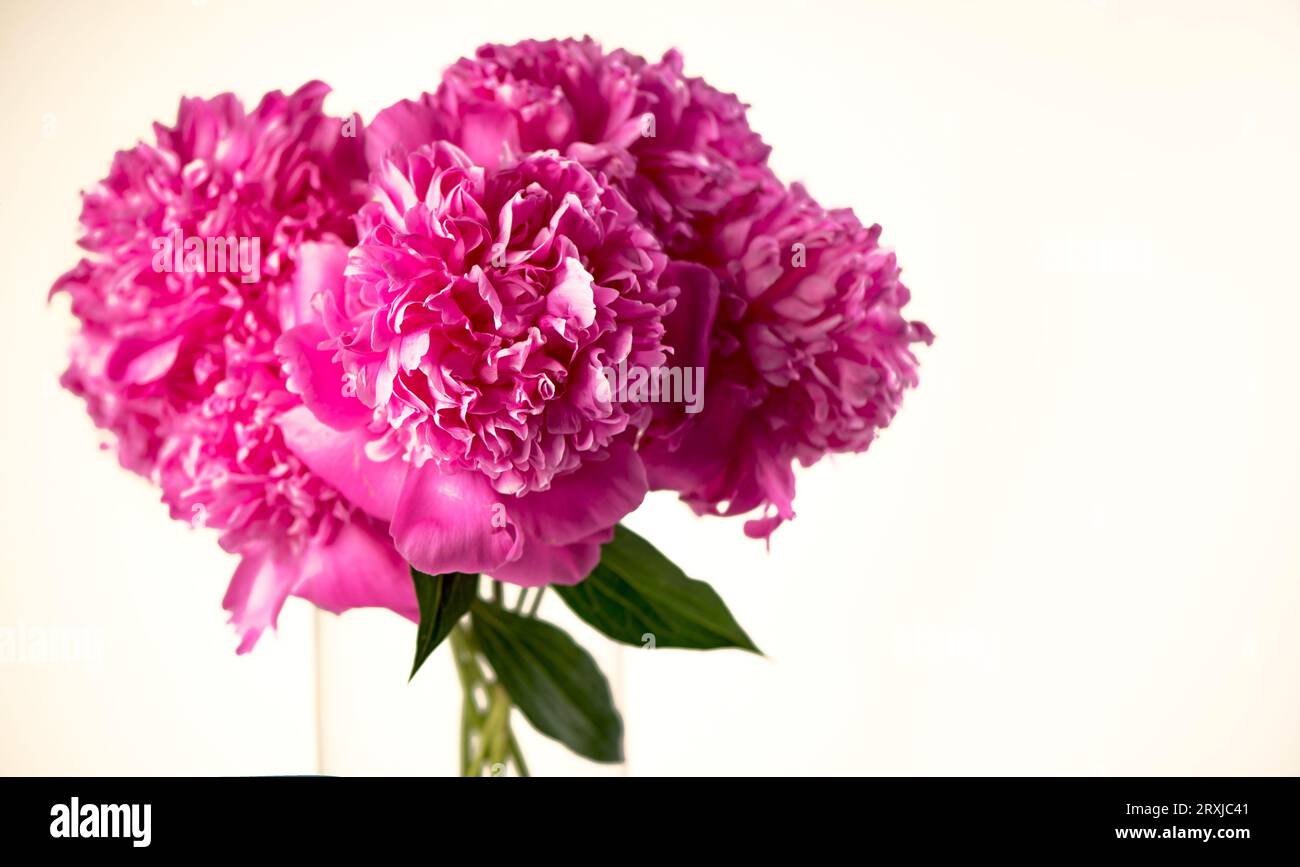 Beautiful pink peony. Blooming peony flower is open, close-up. Wedding ...