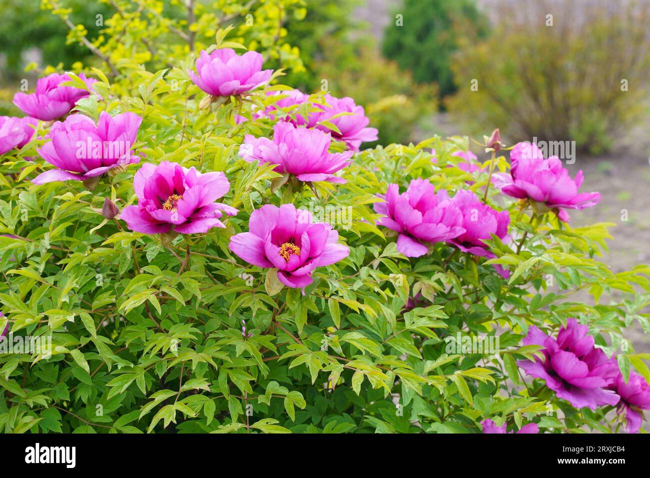tree peony. Pink Flower of Tree Peony Blooming in the garden. Beautiful ...
