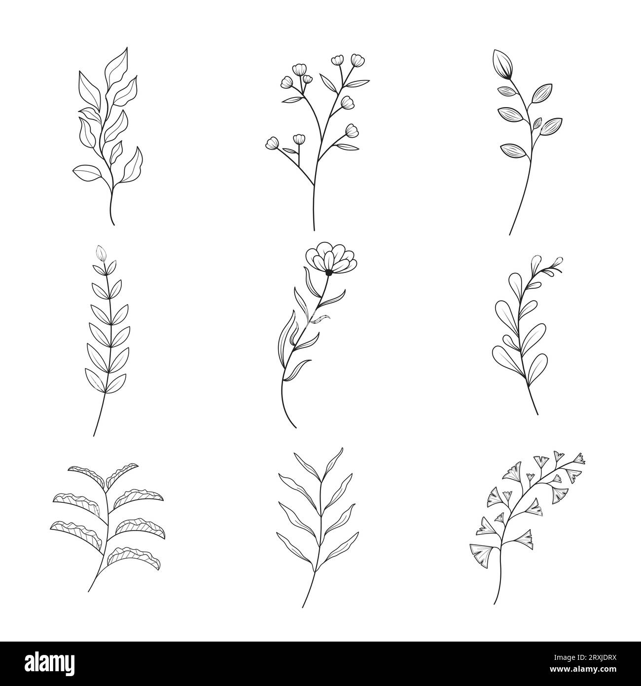 Minimalist flowers and botanic collection. Hand drawn floral branch ...