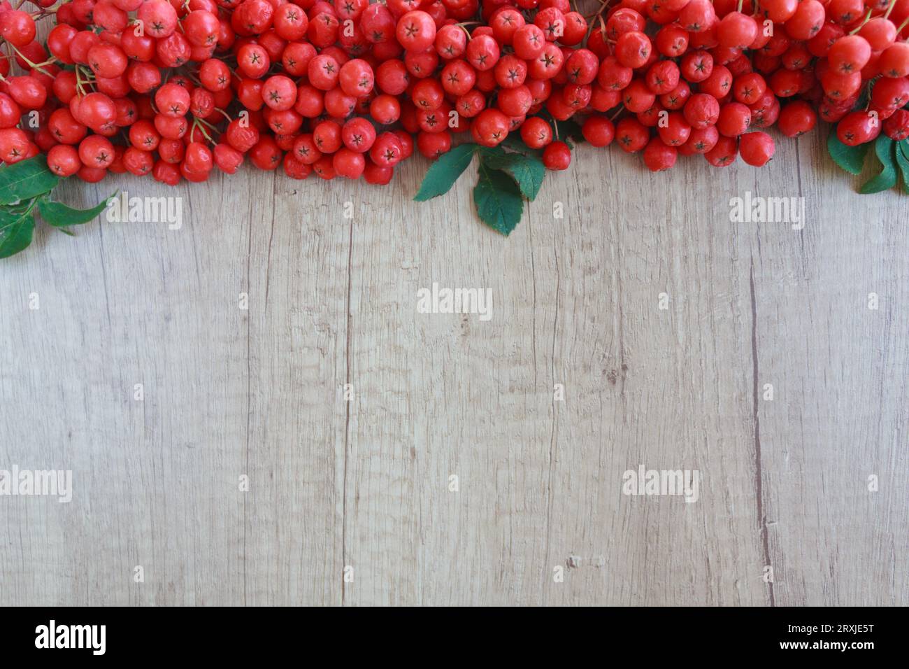 Bunches of red rowan with green leaves in a row on a wooden background ...
