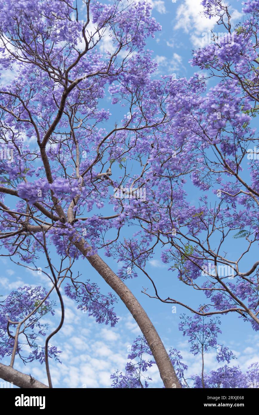 Jacarandas, the trees with purple flowers well-known in Australia, in ...