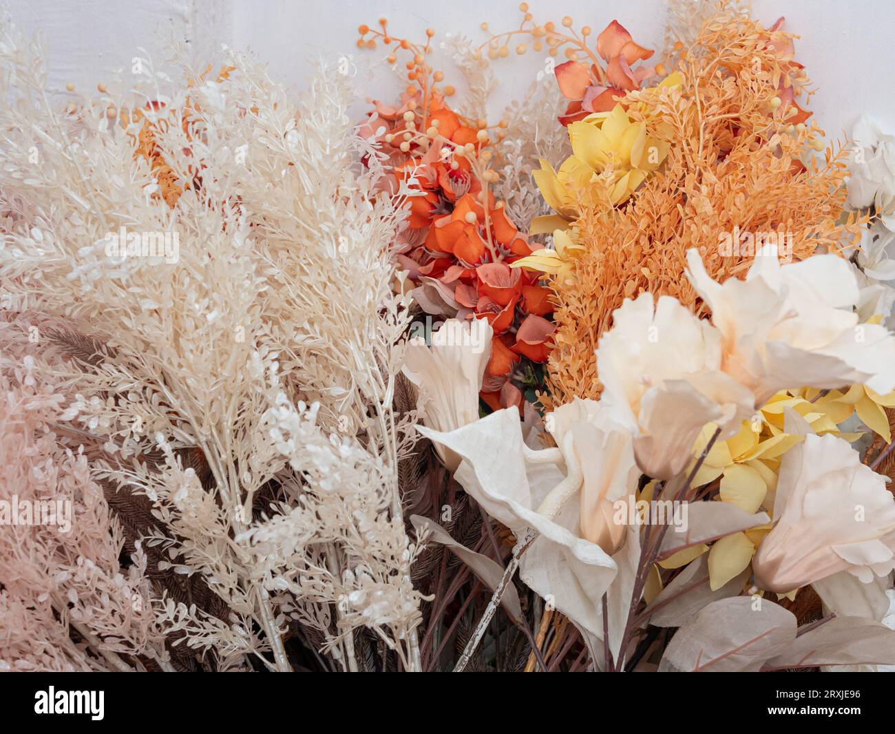 a collection of various dry flowers Stock Photo - Alamy
