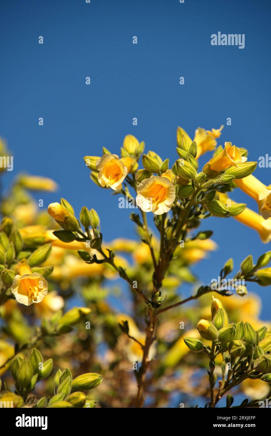 Cantuta - national flower of Peru in highlands of Andes Stock Photo - Alamy