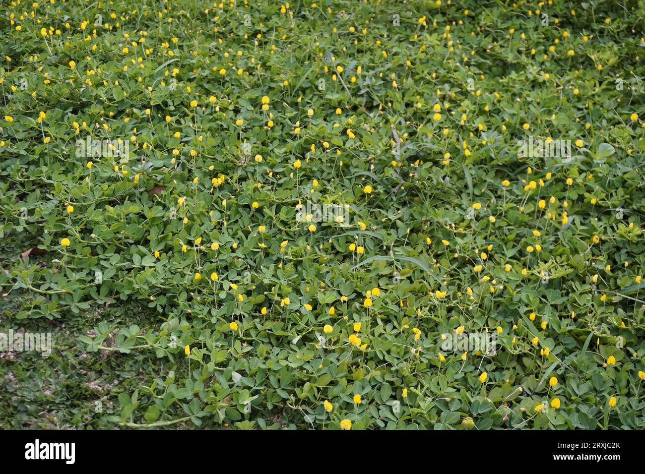 Arachis duranensis plant with yellow flowers. photo from above Stock ...