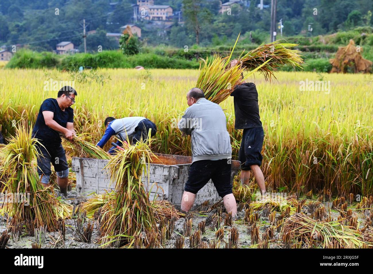 Villagers take part in a rice harvesting competition to celebrate the ...