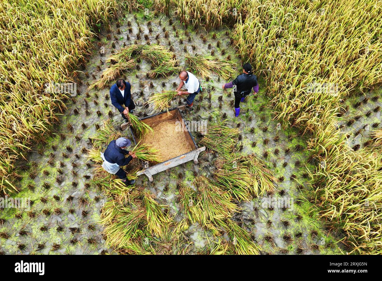 Villagers take part in a rice harvesting competition to celebrate the ...