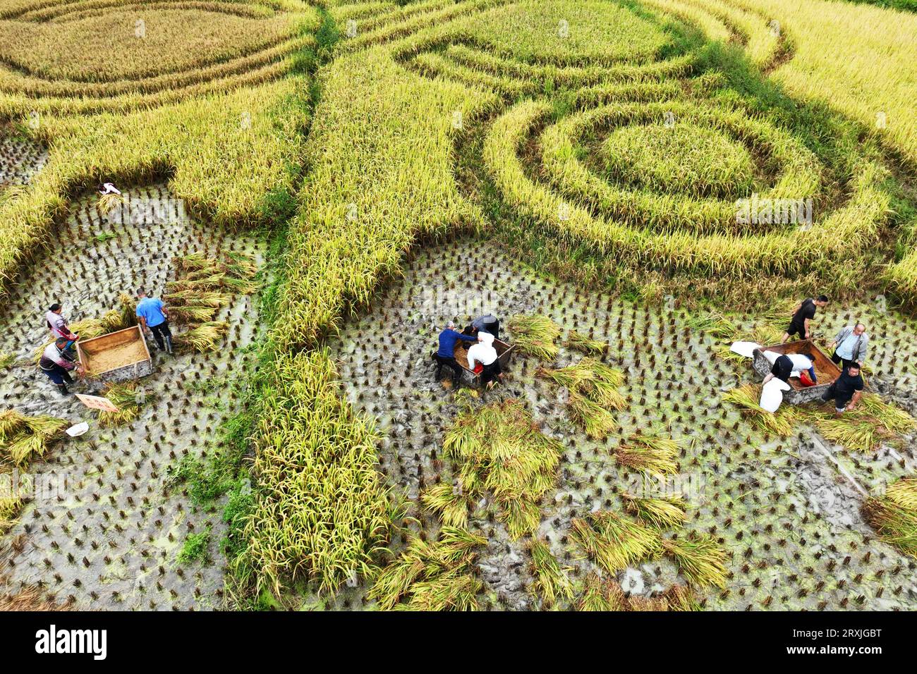Villagers take part in a rice harvesting competition to celebrate the ...