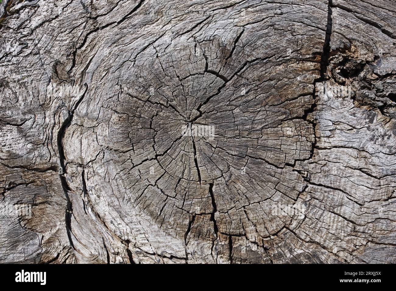 Old logs close-up background. Wood texture Stock Photo - Alamy