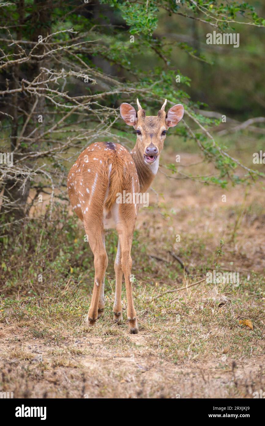 Cute young spotted deer walk off to the bushes and look back, Small ...