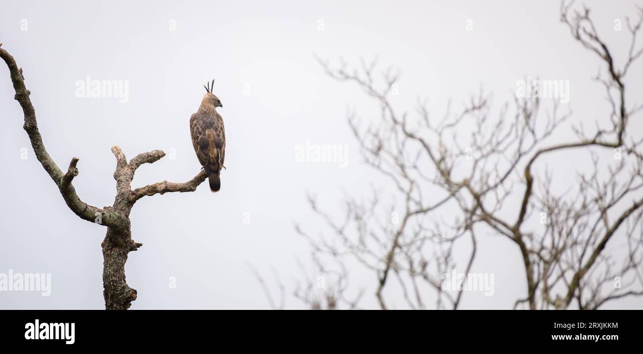Majestic changeable hawk-eagle perch on a dead tree branch and watchful ...