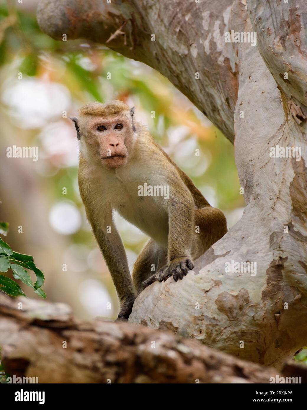 Amazing young toque macaque monkey looking down curiously, beautifully ...