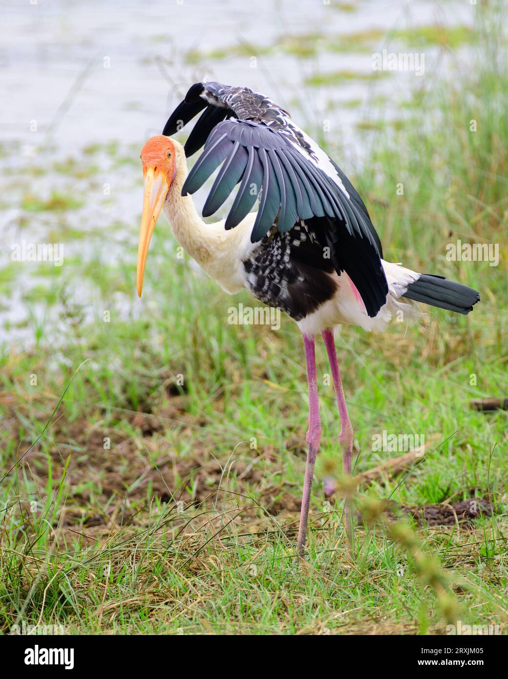 Avian fu hi-res stock photography and images - Alamy