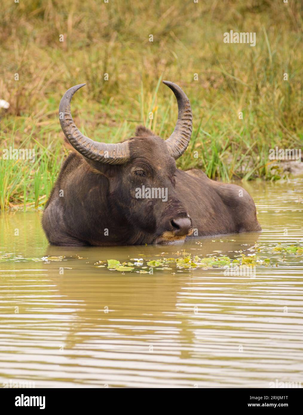 Wild buffalo cooling off in the waterhole in the evening at Yala ...