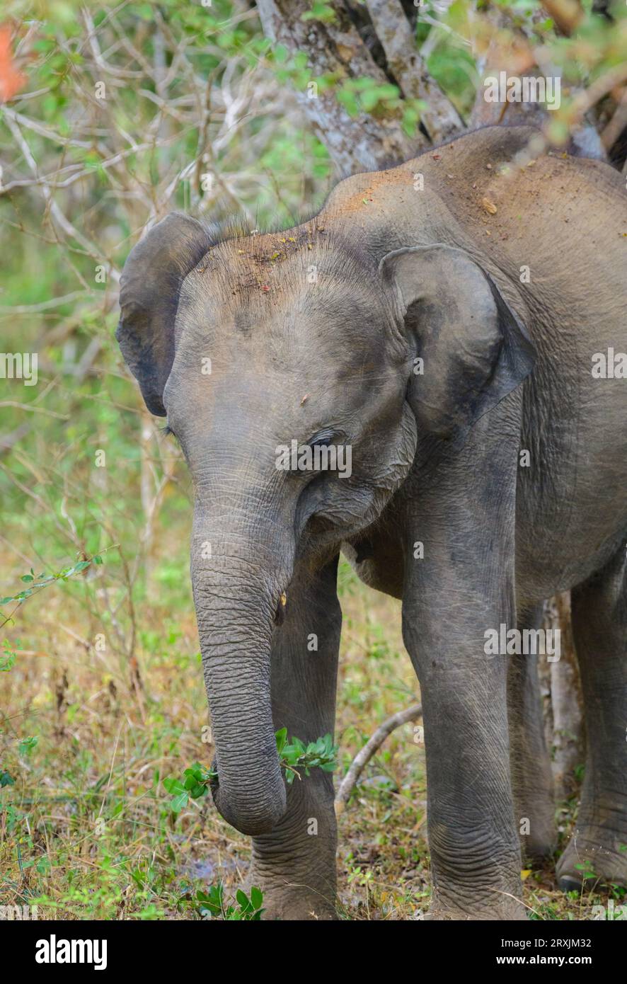 Cute baby elephant eating green leaves at Yala national park. Isolated ...